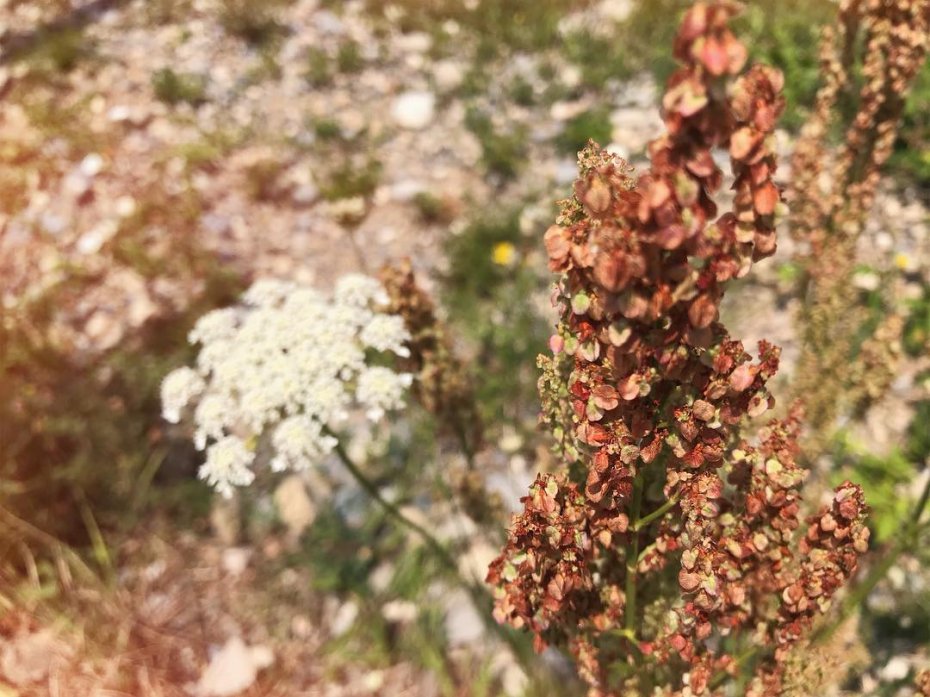 Strong, beautiful plants – Amadeus Paulussen